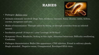Zoonotic infections | PPTX
