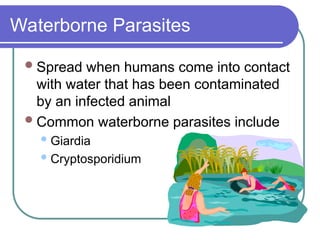 Zoonotic Parasites information bests.ppt
