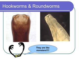 Zoonotic Parasites information bests.ppt