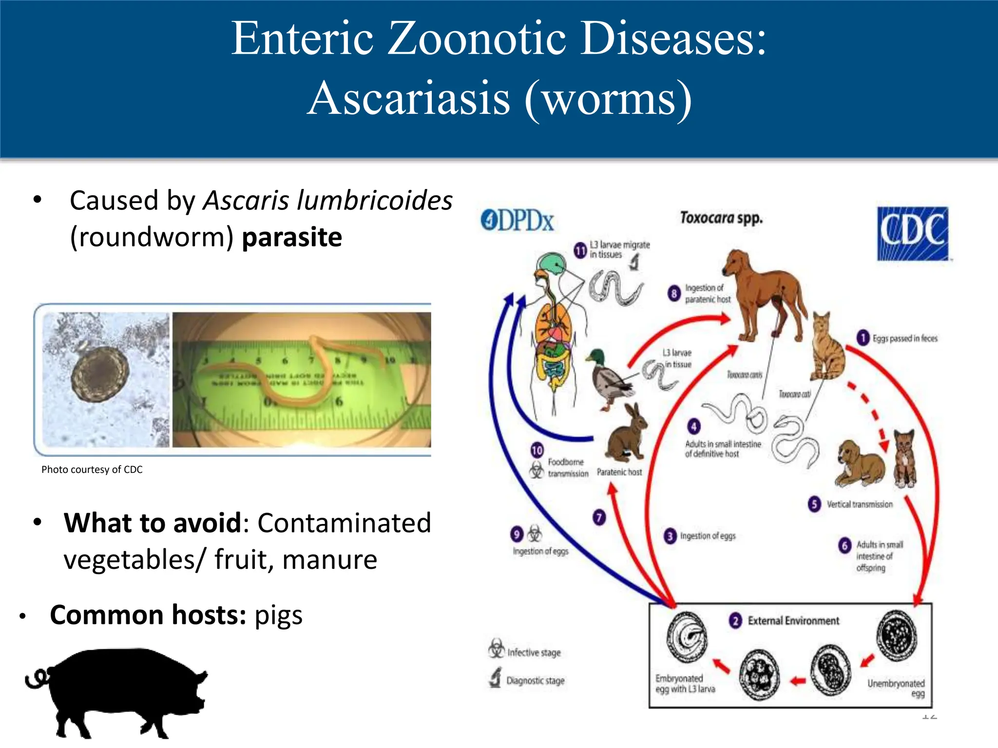 Zoonotic Diseases | PPTX | Infectious Diseases | Diseases and Conditions