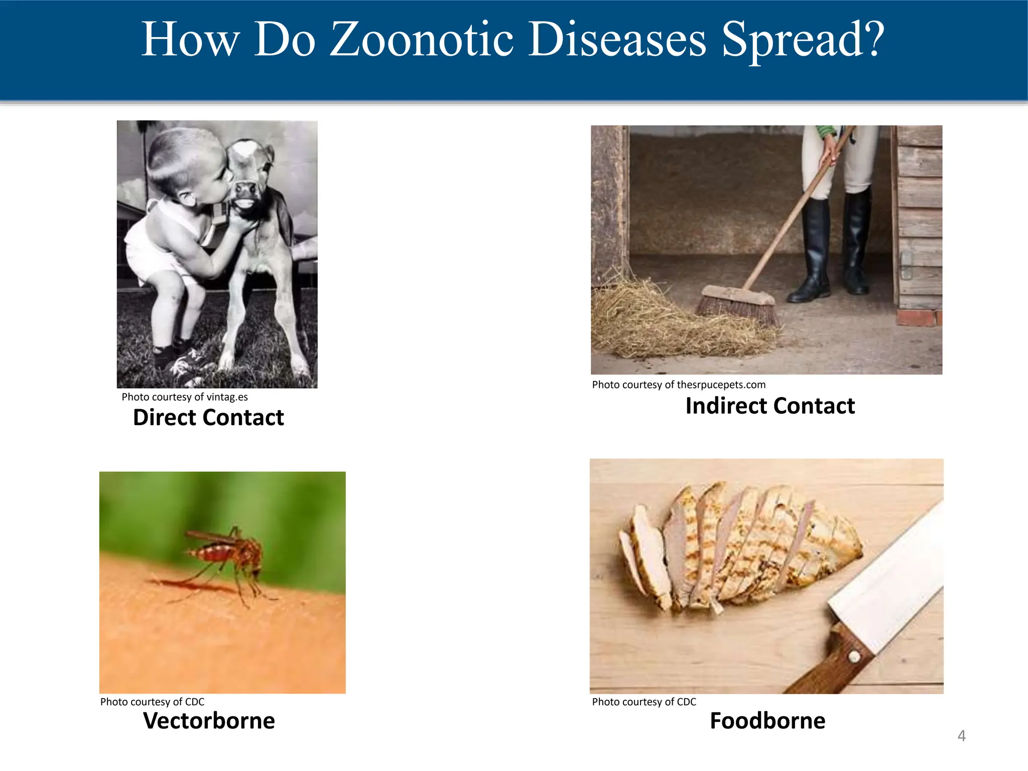 Zoonotic Diseases | PPTX