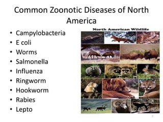 Zoonotic Diseases | PPTX