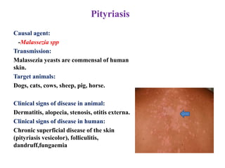 The zoonotic and public health importance of fungus | PPTX