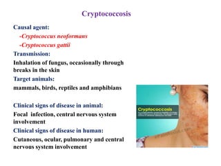 The zoonotic and public health importance of fungus | PPTX