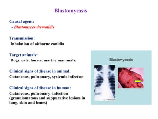 The zoonotic and public health importance of fungus | PPTX
