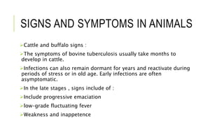 Zoonotic tuberculosis | PPTX