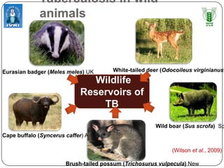 Zoonotic tuberculosis in elephanths | PPTX