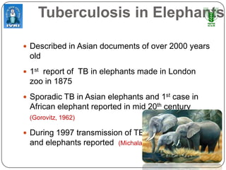 Zoonotic tuberculosis in elephanths | PPTX