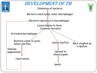 Zoonotic tuberculosis in elephanths | PPTX