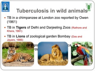 Zoonotic tuberculosis in elephanths | PPTX