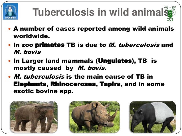 Zoonotic tuberculosis in elephanths