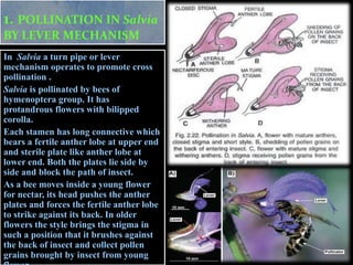 ZOOPHILY- POLLINATION WITH HELP OF ANIMALS | PPTX