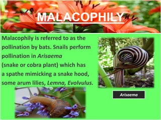 ZOOPHILY- POLLINATION WITH HELP OF ANIMALS | PPT