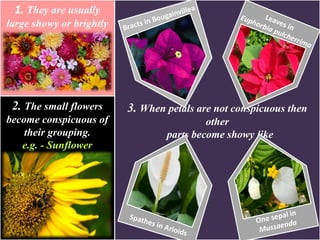 ZOOPHILY- POLLINATION WITH HELP OF ANIMALS | PPTX