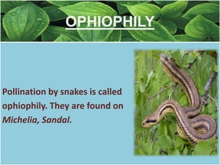 ZOOPHILY- POLLINATION WITH HELP OF ANIMALS | PPT