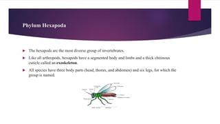 Zoology Phylum | PPT