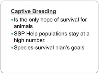 Zoo project 7c | PPTX