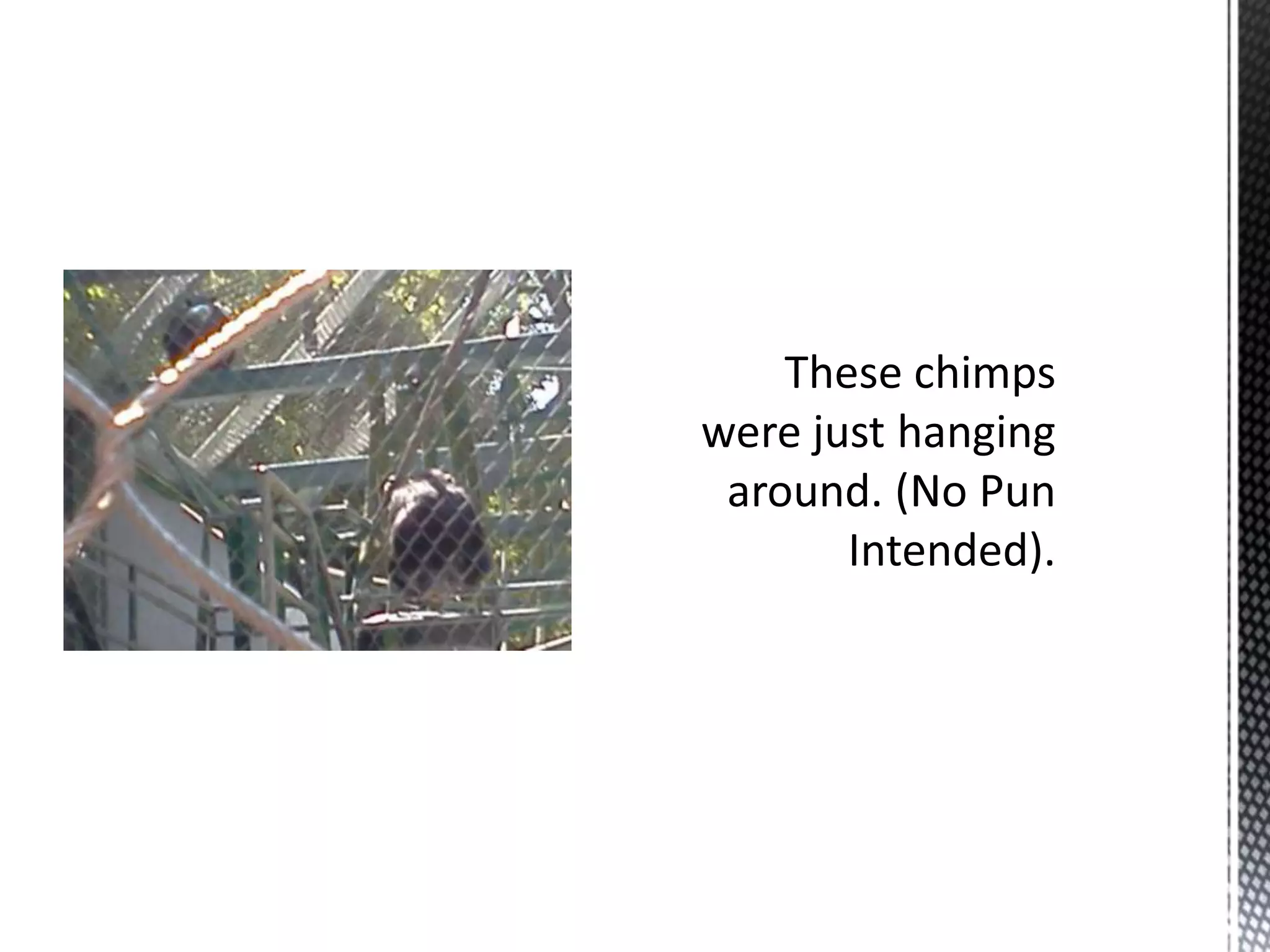 Zoo project slides | PPTX