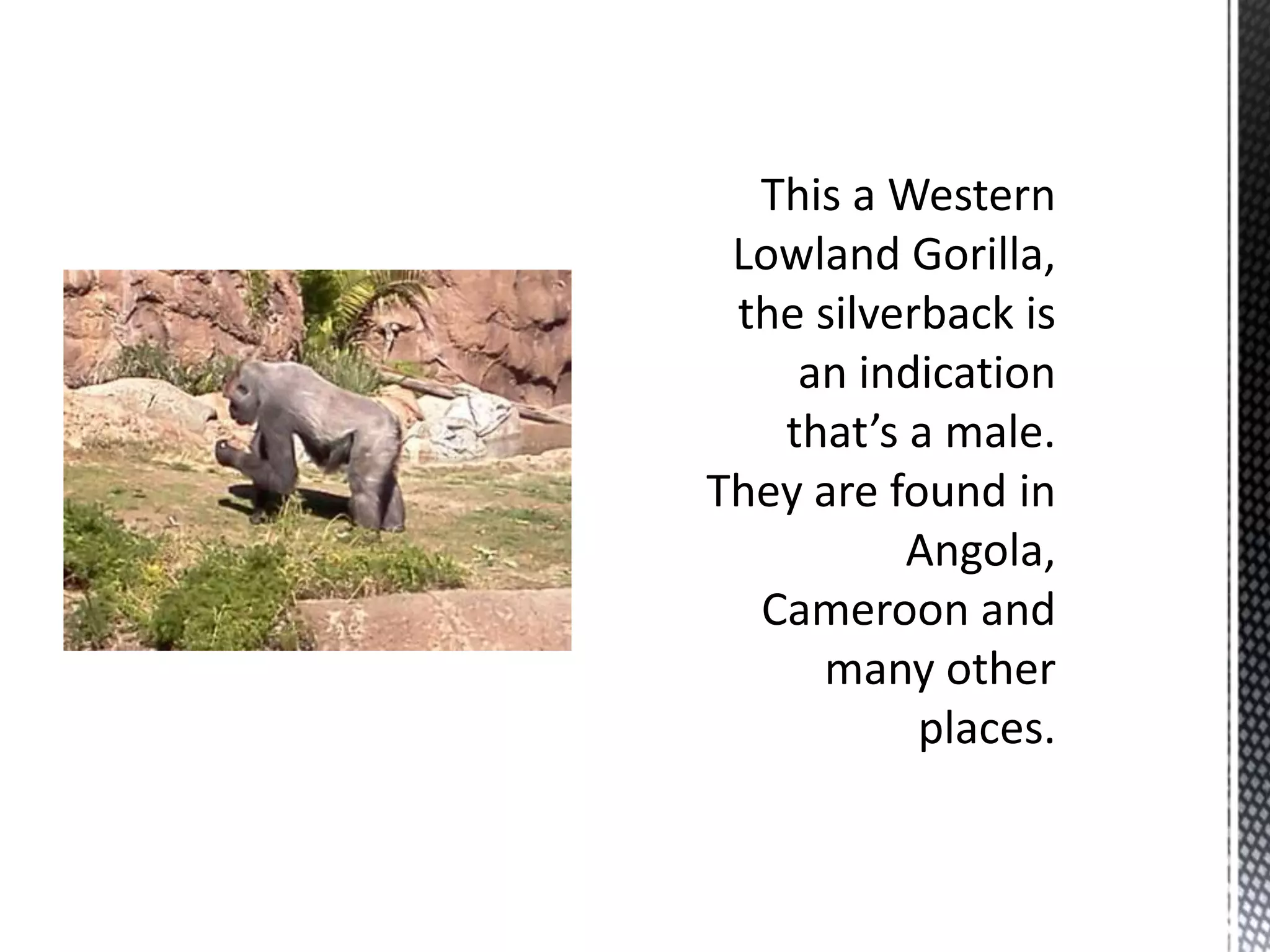 Zoo project slides | PPTX