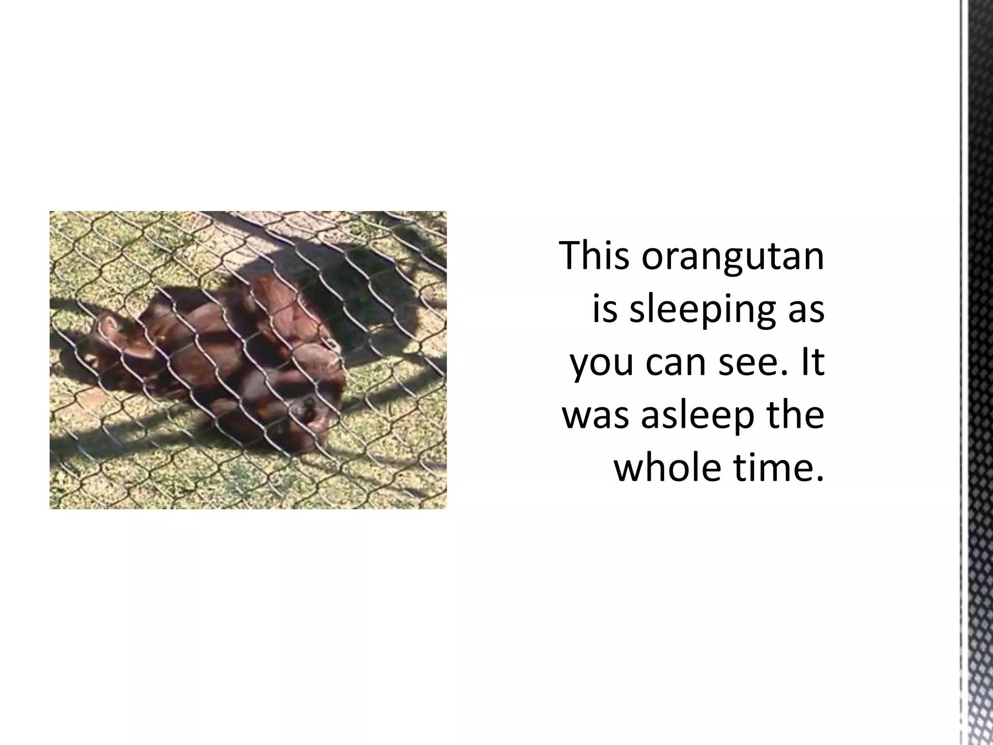 Zoo project slides | PPTX