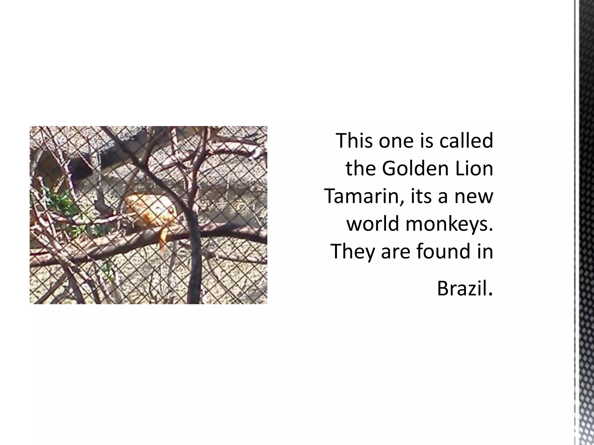 Zoo project slides | PPTX