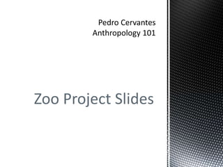 Zoo project slides | PPTX