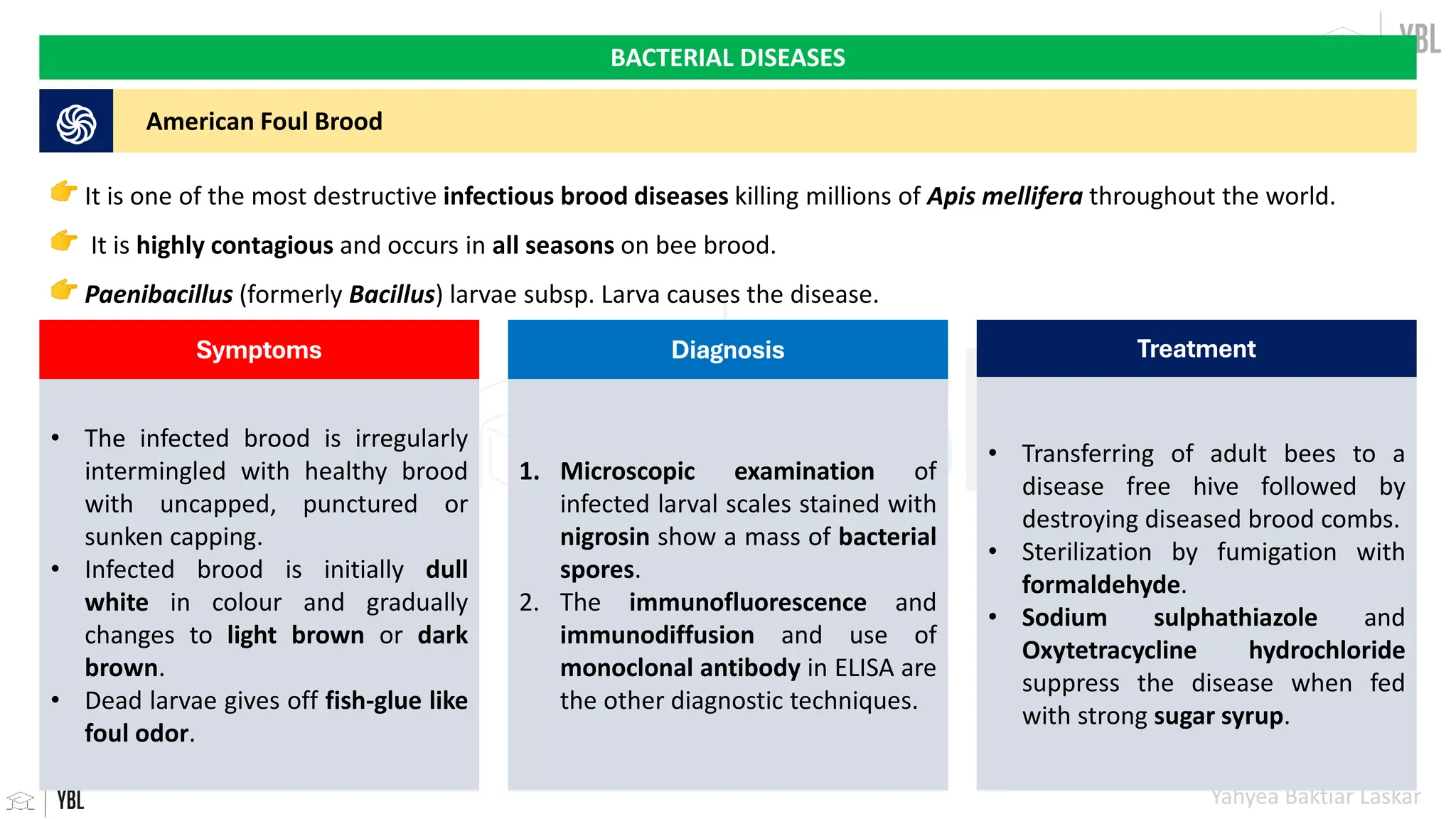Bee diseases, their diagnosis, symptoms, management, and treatment | PDF