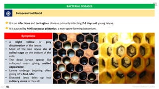 Bee diseases, their diagnosis, symptoms, management, and treatment | PDF