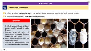 Bee diseases, their diagnosis, symptoms, management, and treatment | PDF