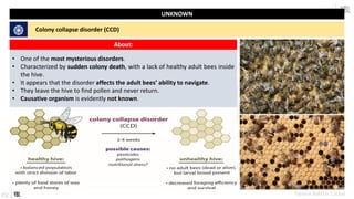 Bee diseases, their diagnosis, symptoms, management, and treatment | PDF