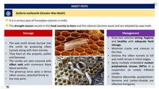 Bee diseases, their diagnosis, symptoms, management, and treatment | PDF