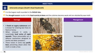 Bee diseases, their diagnosis, symptoms, management, and treatment | PDF