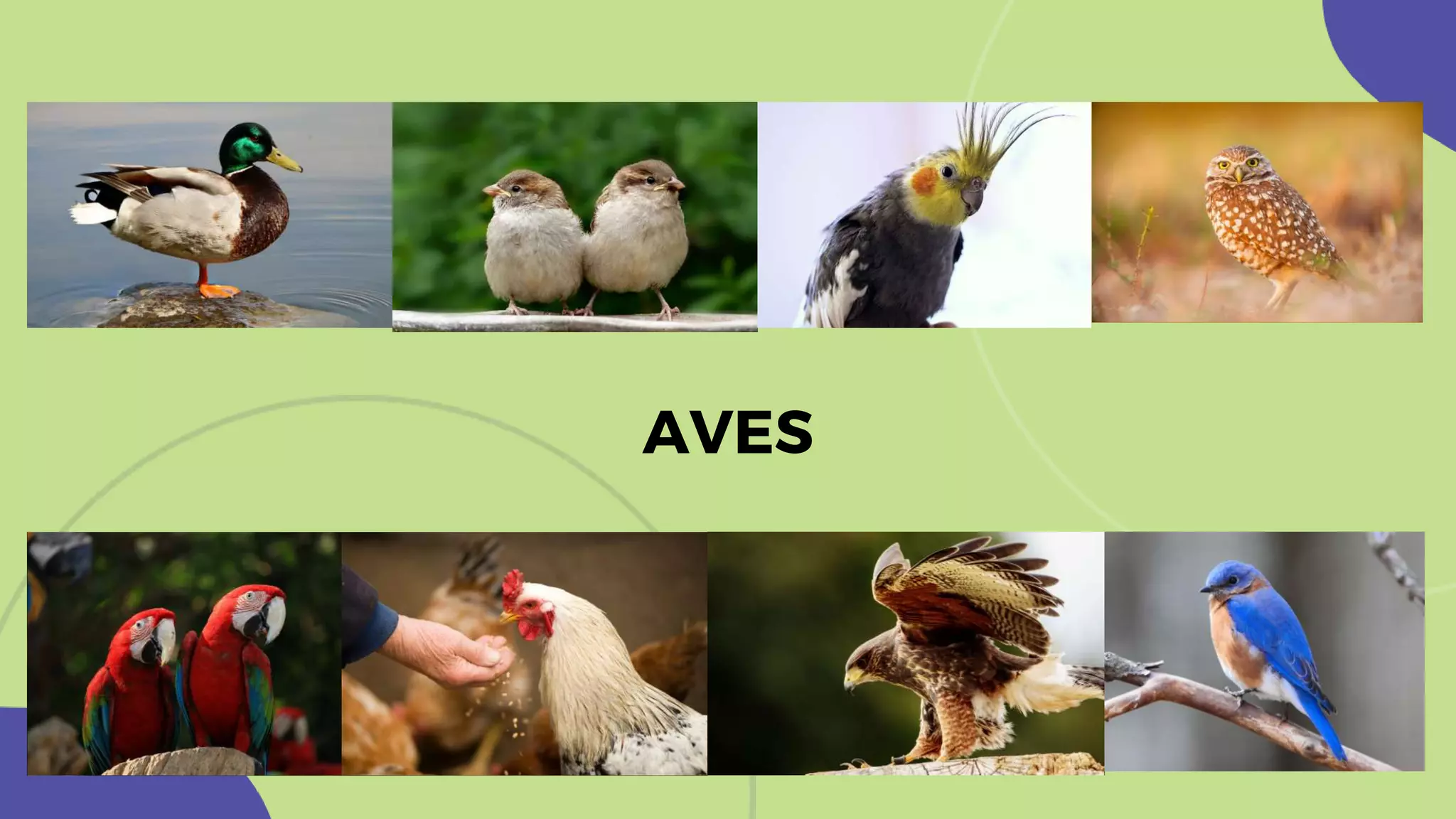 Sistema respiratório das aves, mamíferos, repteis, peixes e anfibios ...