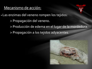 Zootoxinas | PDF