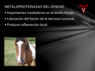 Zootoxinas | PDF