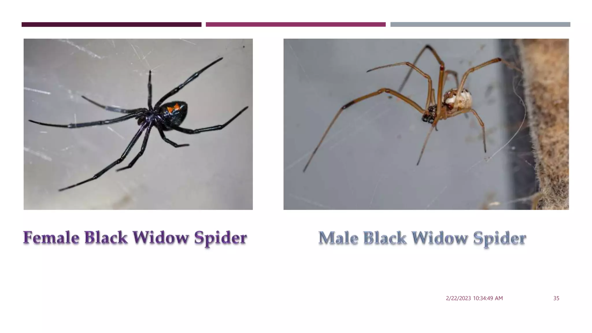 Zootoxins - Scorpion, Spider, Toads and Fish Toxins by Dr. Mohan B R | PPTX