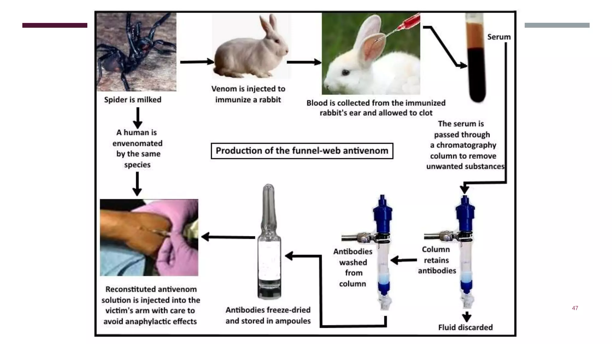 Zootoxins - Scorpion, Spider, Toads and Fish Toxins by Dr. Mohan B R | PPTX