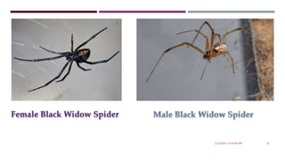 Zootoxins - Scorpion, Spider, Toads and Fish Toxins by Dr. Mohan B R | PPTX