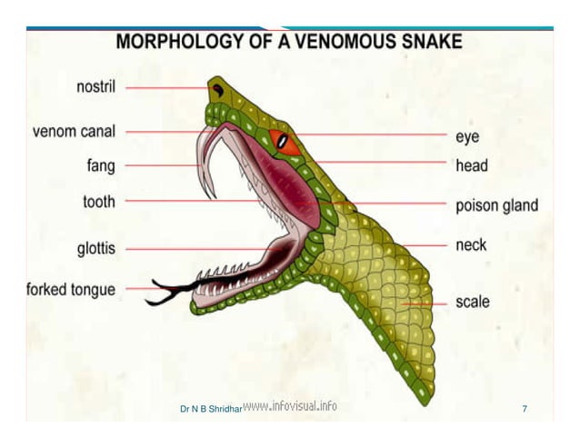 Zootoxins by Dr N B Shridhar | PDF | Reptiles | Pets