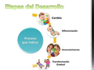 Cuales Son Las 6 Etapas Del Desarrollo Sensoriomotor