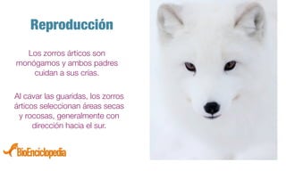 Zorro Ártico | PDF