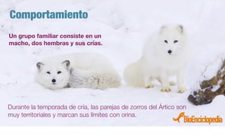 Zorro Ártico | PPT