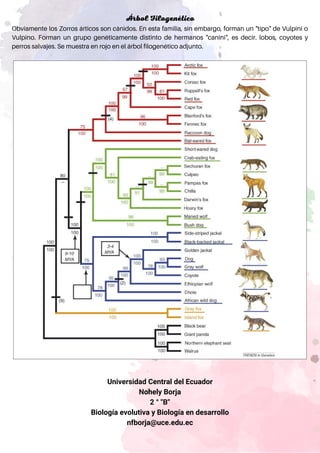 TAXONOMÍA DEL ZORRO ÁRTICO | PDF