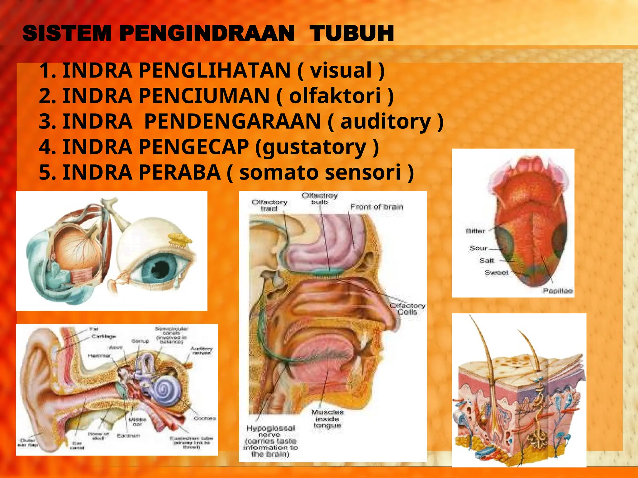 SISTEM_PANCA_INDRA_ANATOMI.ppt kedokteran | PPT