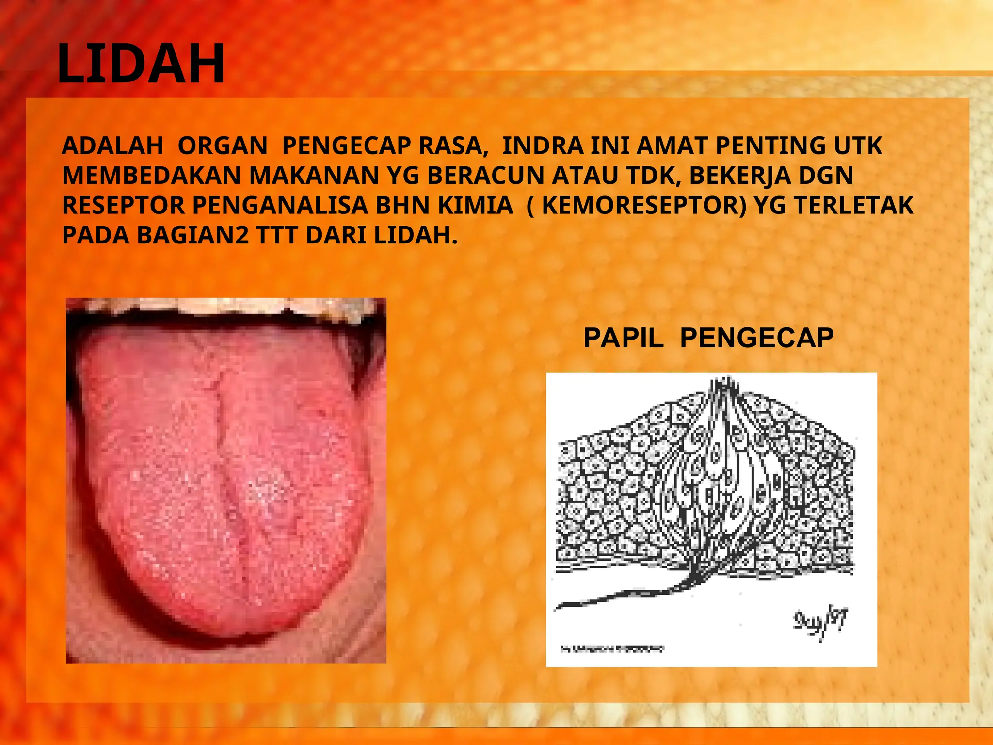 SISTEM_PANCA_INDRA_ANATOMI.ppt kedokteran | PPT