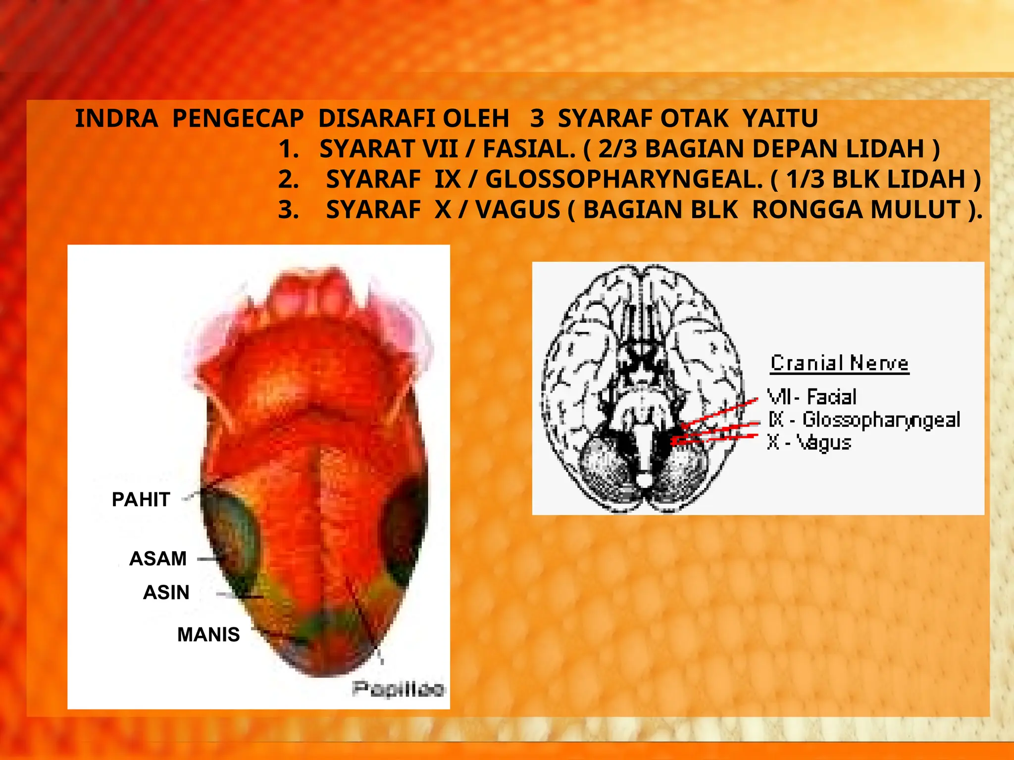 SISTEM_PANCA_INDRA_ANATOMI.ppt kedokteran | PPT