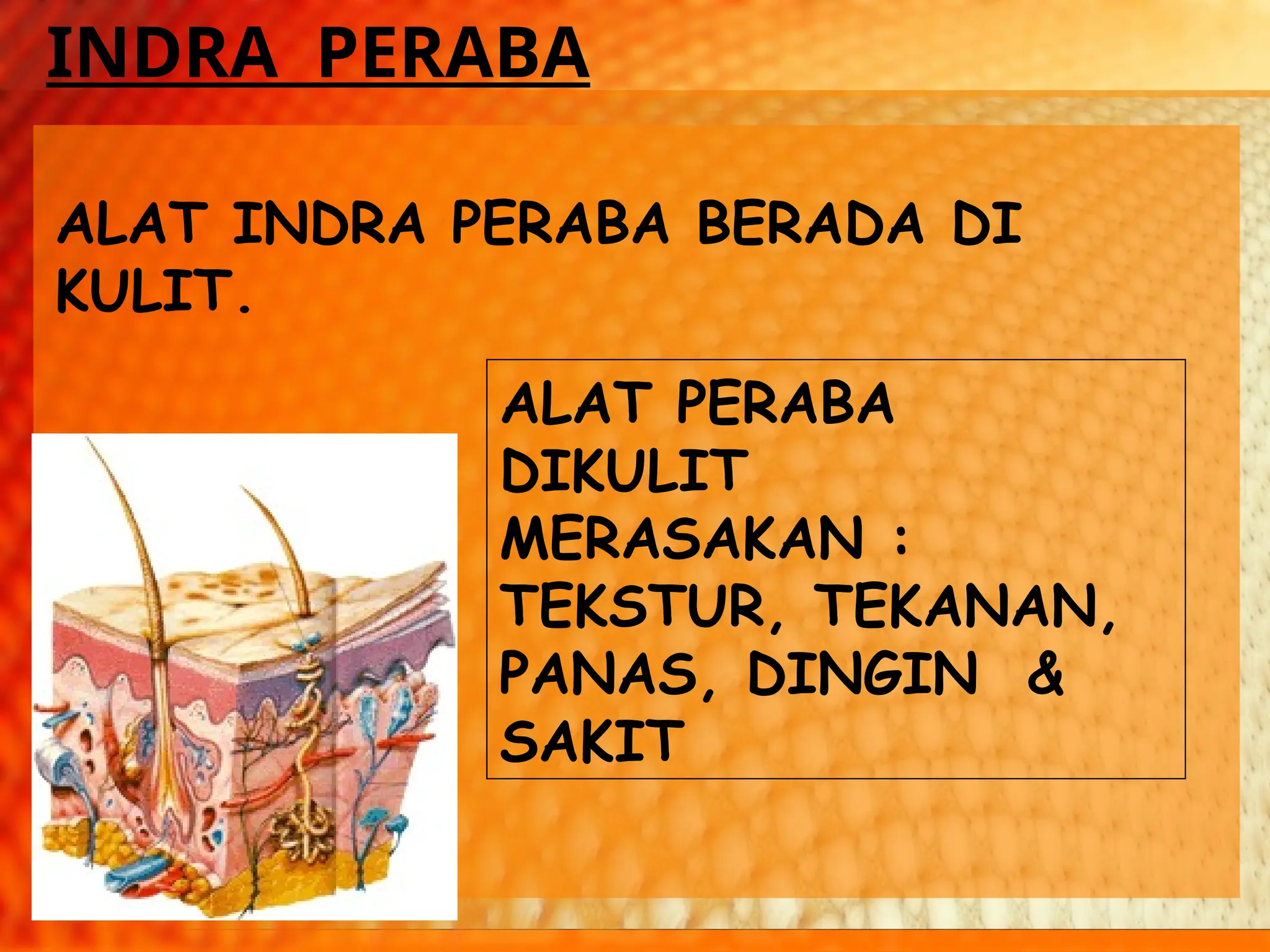 SISTEM_PANCA_INDRA_ANATOMI.ppt kedokteran | PPT