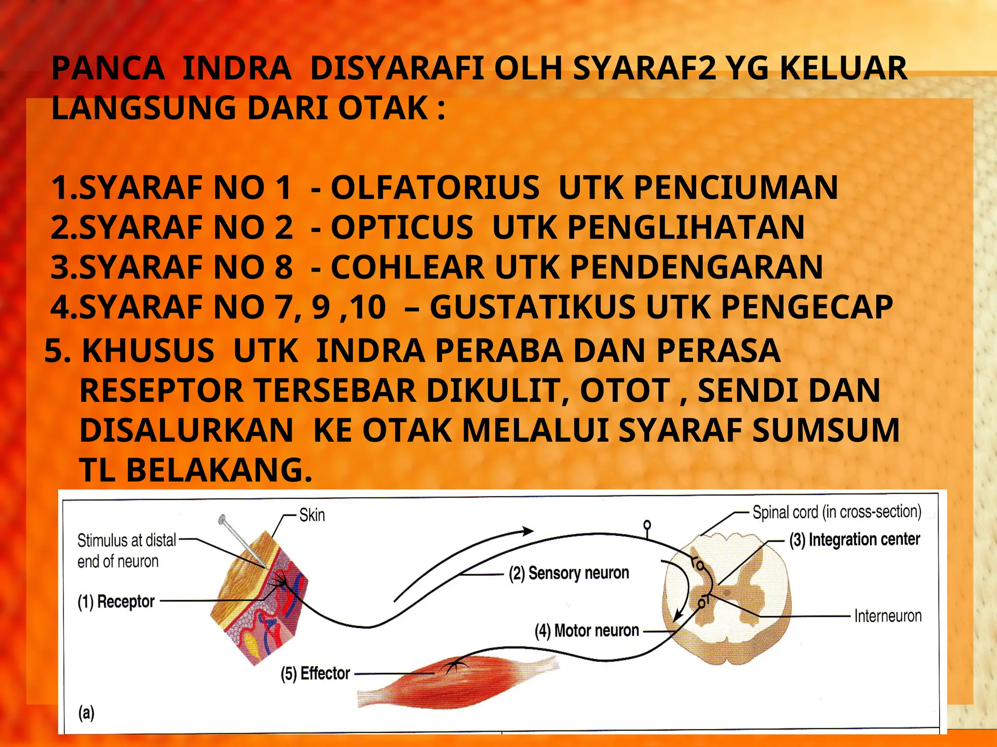 SISTEM_PANCA_INDRA_ANATOMI.ppt kedokteran | PPT