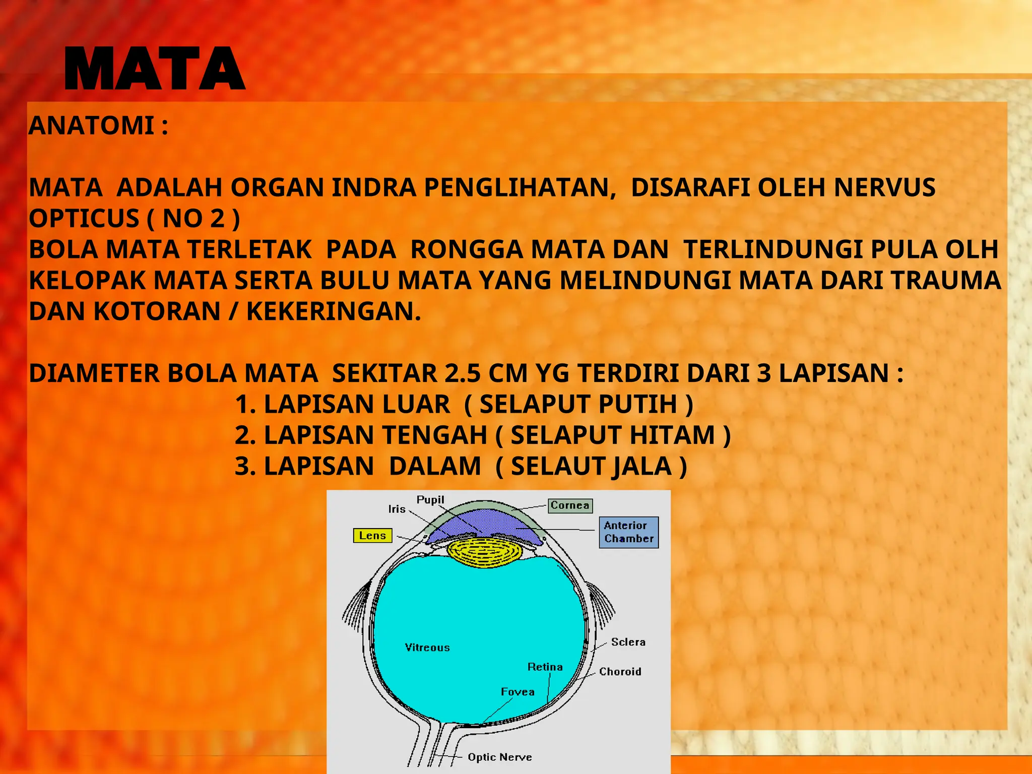 SISTEM_PANCA_INDRA_ANATOMI.ppt kedokteran | PPT
