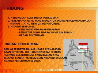 SISTEM_PANCA_INDRA_ANATOMI.ppt kedokteran | PPT